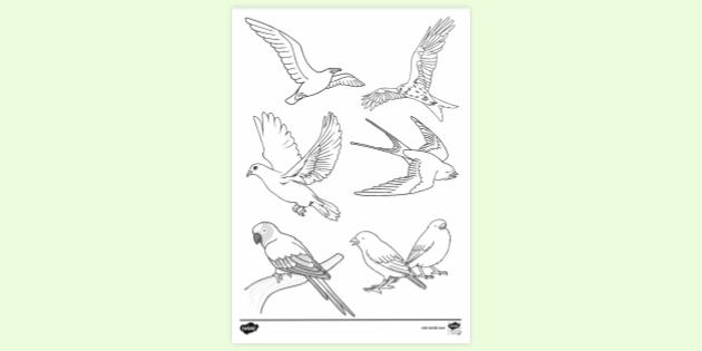 FREE! - Birds Colouring | Colouring Sheets (teacher made)
