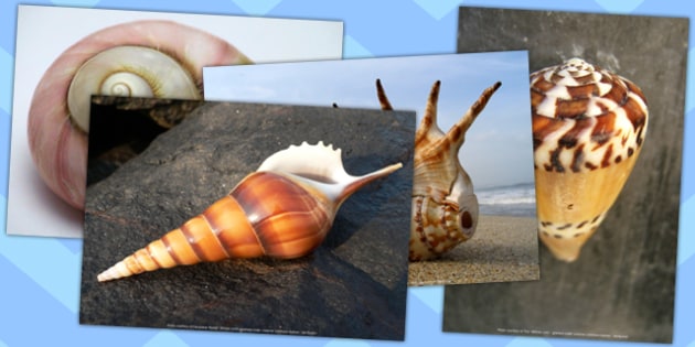 Shells Photo Pack (teacher made)