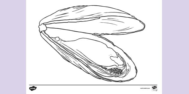 FREE! - Mussel Colouring Sheet | Colouring Sheets