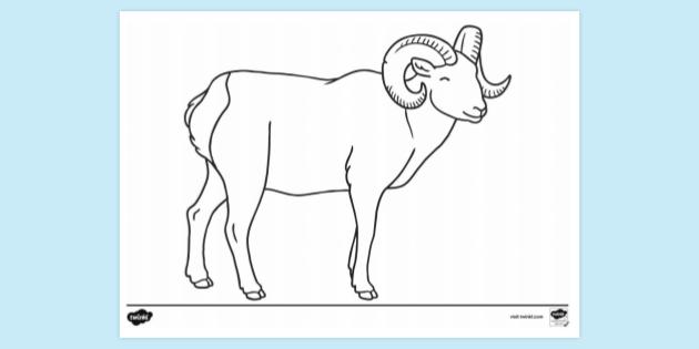 FREE! - Bighorn Sheep Colouring Sheet | Colouring Sheets | Twinkl