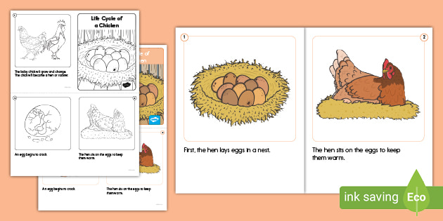 Life Cycle of a Chicken Emergent Reader