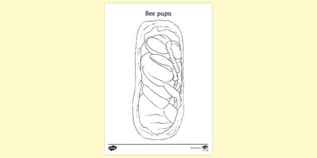 Bee Pupa Colouring Sheet | Colouring Sheets