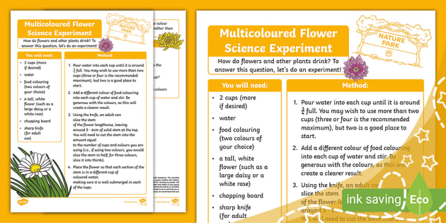 Multicoloured Flower Science Experiment (teacher made)