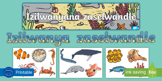 Marine Animals In Xhosa | Izilwanyana Zaselwandle | Display