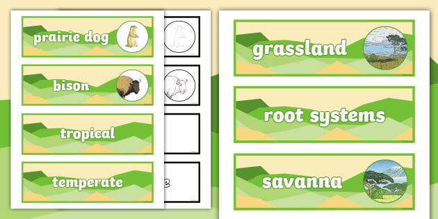 Grassland Biome Word Cards (teacher made)