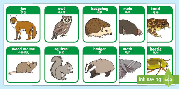 Woodland Animals Flashcards - English/Mandarin Chinese