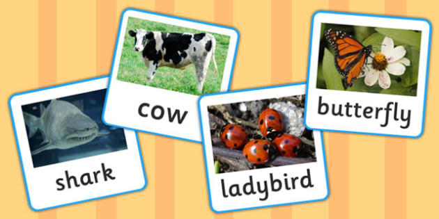 Vertebrates or Invertebrates Photo Cards - photos, displays