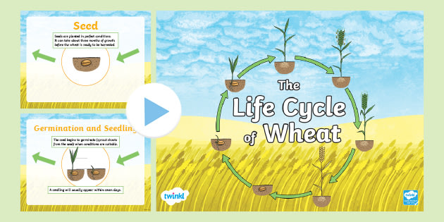 The Life Cycle of Wheat PowerPoint (teacher made)