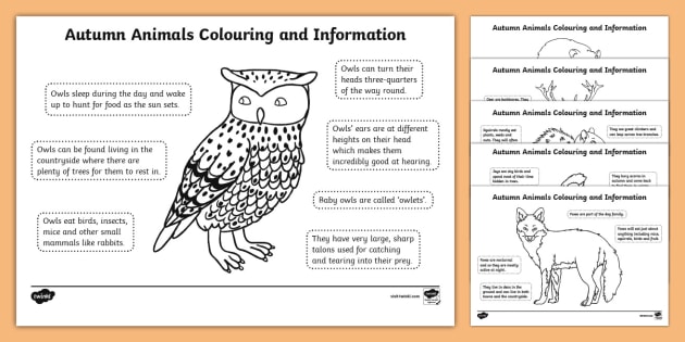 Autumn Animals Colouring and Information Pack (teacher made)