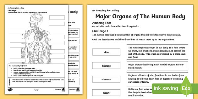 Organs Of The Body Labelling Activity Twinkl