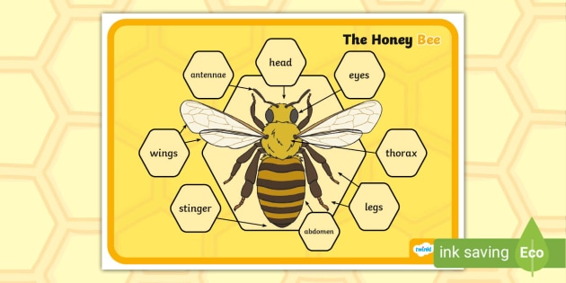 Honey Bee Diagrams For 2nd Grade 2 Honey Bee Life Cycle Crafts