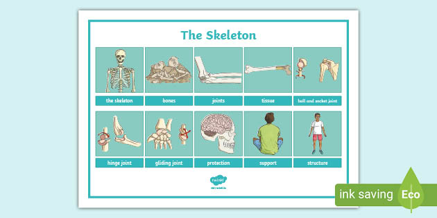 The Skeleton Word Mat (teacher made)