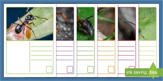 FREE! - Ant Postcards (teacher made)