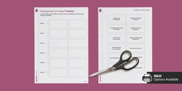 * NEW * KS3 Development of a Baby Timeline