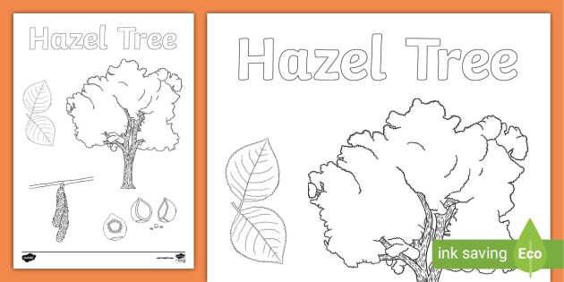 FREE! - Hazel Tree Colouring Sheet - Primary Resources