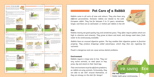 Pet Care of a Rabbit Differentiated Fact File (teacher made)