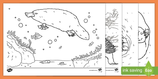 Echidna Coloring Page Animals Town Animals Color Sheet