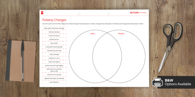 Puberty Changes Worksheet | KS3 Biology | Beyond