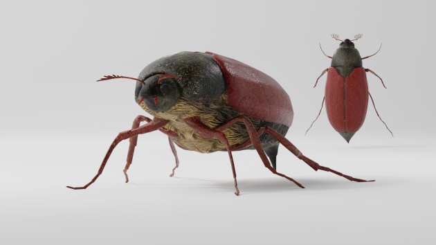 3D Model: Insects - May Bug (teacher made)