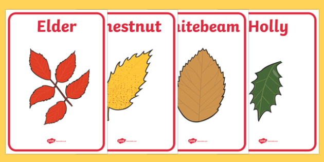 Autumn Leaf Posters - Labelled | Identify the Leaf Posters
