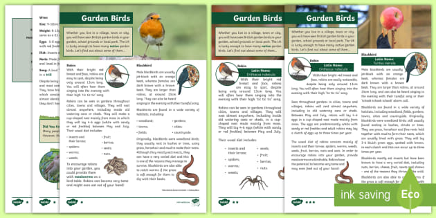 KS2 All about Garden Birds Differentiated Reading Comprehension Activity