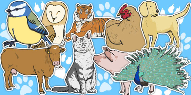 FREE! - A4 Editable Animals (teacher made)