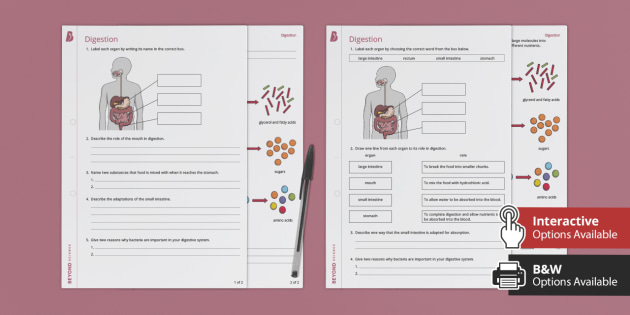 Digestive System Worksheets | twinkl.co.uk