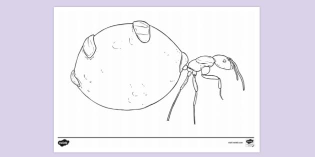 FREE! - Honey Ant Colouring Sheet (teacher made)
