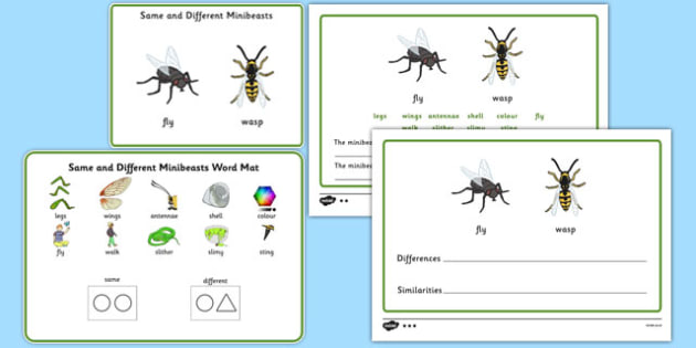 Same and Different Minibeasts