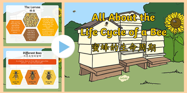 All About the Life Cycle of a Bee PowerPoint - English/Mandarin Chinese