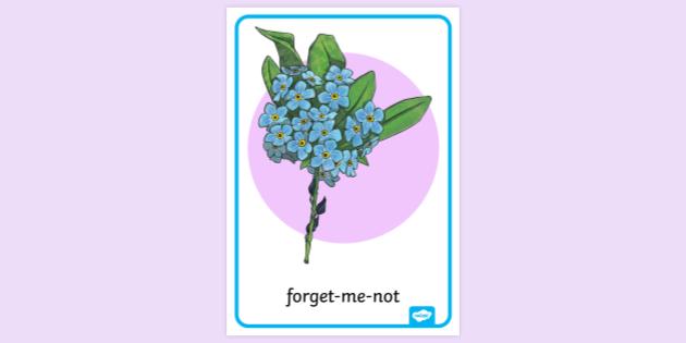 FREE! - Forget-Me-Not Display Poster | Primary Resources