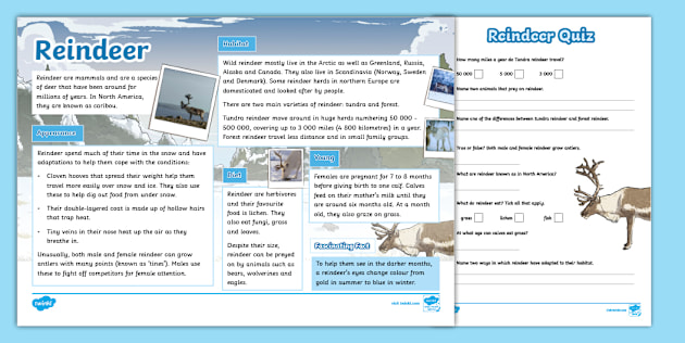 Reindeer Fact Files | twinkl.com.au