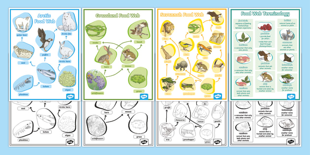 Food Web Posters | Printable Display Resources | Science