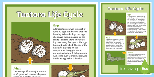 Tuatara Life Cycle Display Poster - Life CycleNew ZealandNew Zealand native