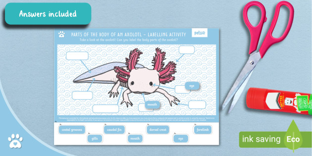 Parts of the Body of an Axolotl - Labelling Activity - Pets