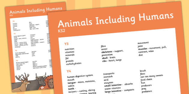 KS2 Animals Including Humans Scientific Vocab Progression Poster