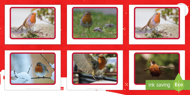 Robin Display Photos (teacher made)