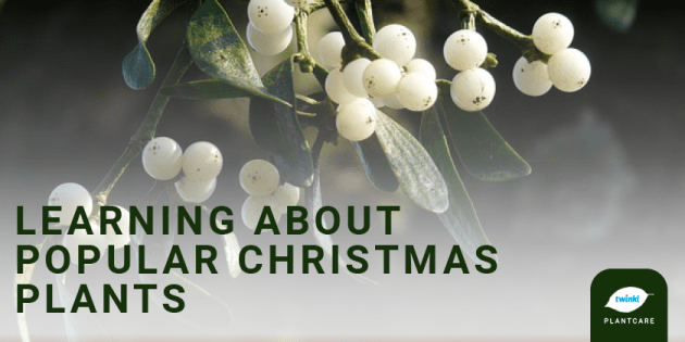 How to Encourage Your Plants to Grow Quicker