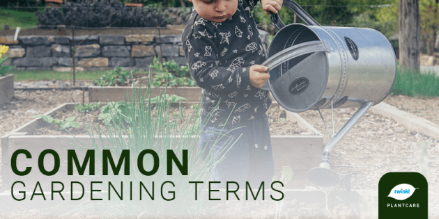 Garden Plant Types Explained - Twinkl