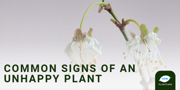 Garden Plant Types Explained