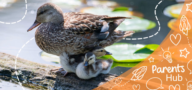 Interactive Learning for your Children with Twinkl Kids TV