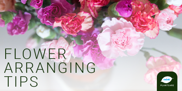 Beginner Tips for Newbie Plant Parents - Twinkl