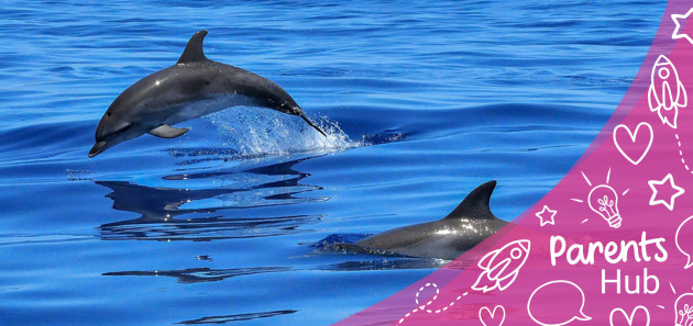 All About Me Activities for Kids - Twinkl