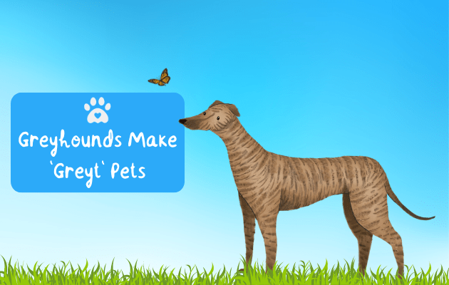 How to Take Care of a Kitten - Cat - Twinkl Pets - Twinkl