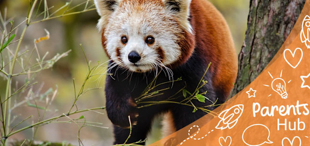 Fun Facts about Pandas and Activities for Kids - Twinkl