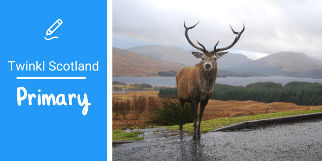 Bilingualism - Twinkl