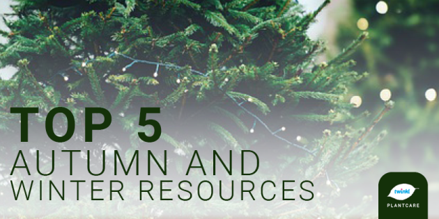 Plants and Nature to Spot in Autumn - Twinkl