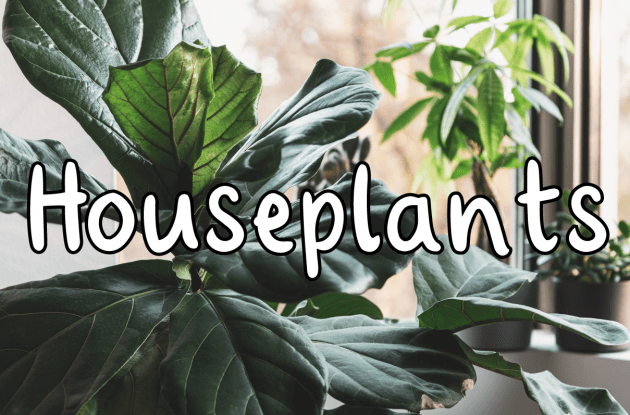 Twinkl Plantcare | Twinkl+