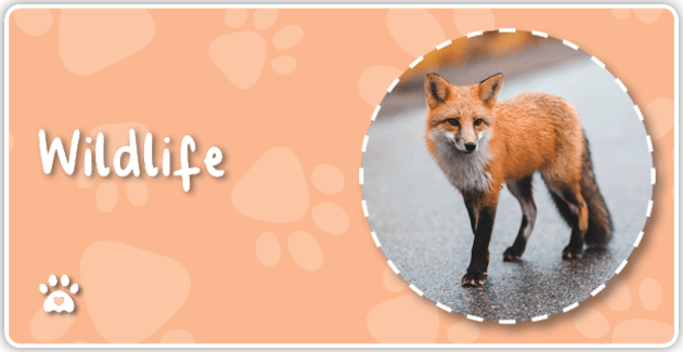 Twinkl Pets - Pet Care - for the Whole Family - Twinkl+