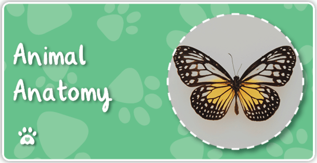 Twinkl Pets - Pet Care - for the Whole Family - Twinkl+